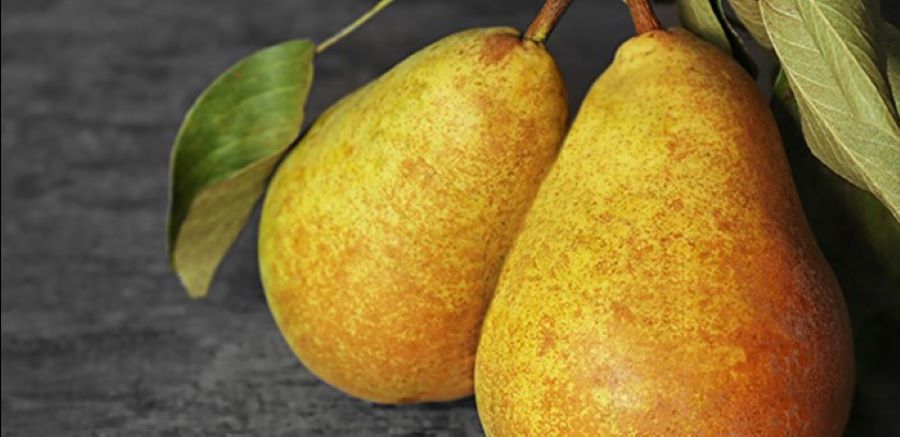 Colheita de pera rocha deve subir para 115 mil toneladas em 2024 ...