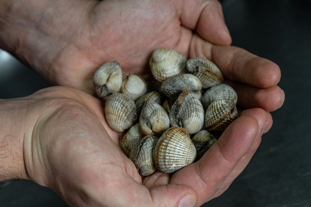 Vamos aos Cricos em Ílhavo? - Notícias do Centro